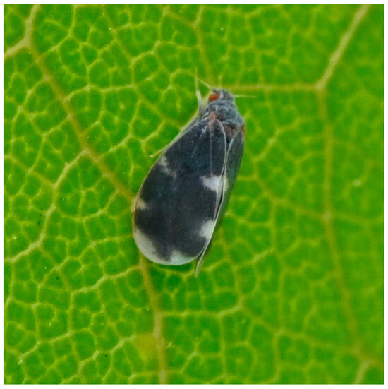 Incursion Preparedness, Citizen Science and Early Detection of Invasive ...