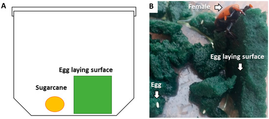 Efficacy of Entomopathogenic Fungi as Prevention against Early Life Stages of the Red Palm ...