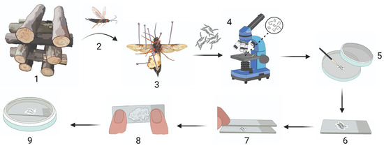 Mechanical Egg Activation and Rearing of First Instar Larvae of Sirex ...