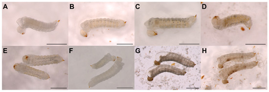Mechanical Egg Activation and Rearing of First Instar Larvae of Sirex ...