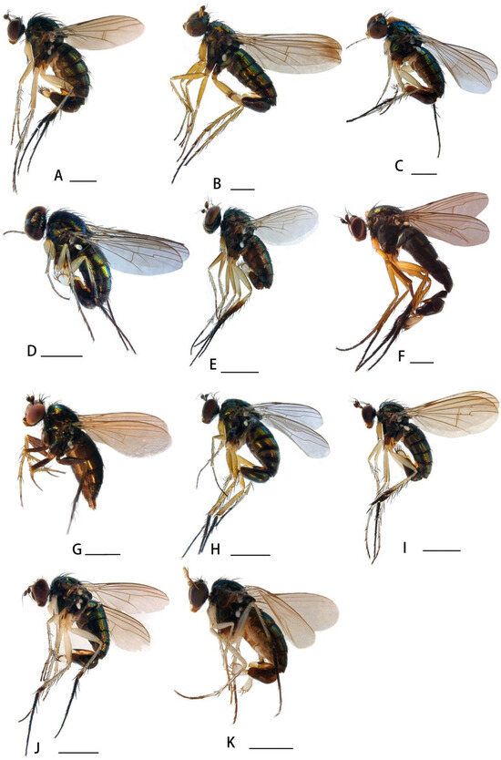 Morphological Description and Potential Geographic Distribution of the ...