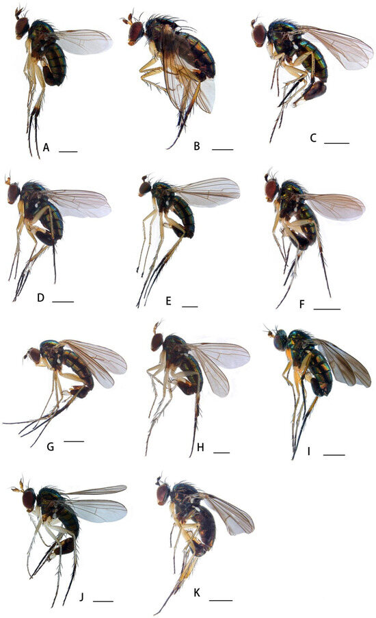 Morphological Description and Potential Geographic Distribution of the ...