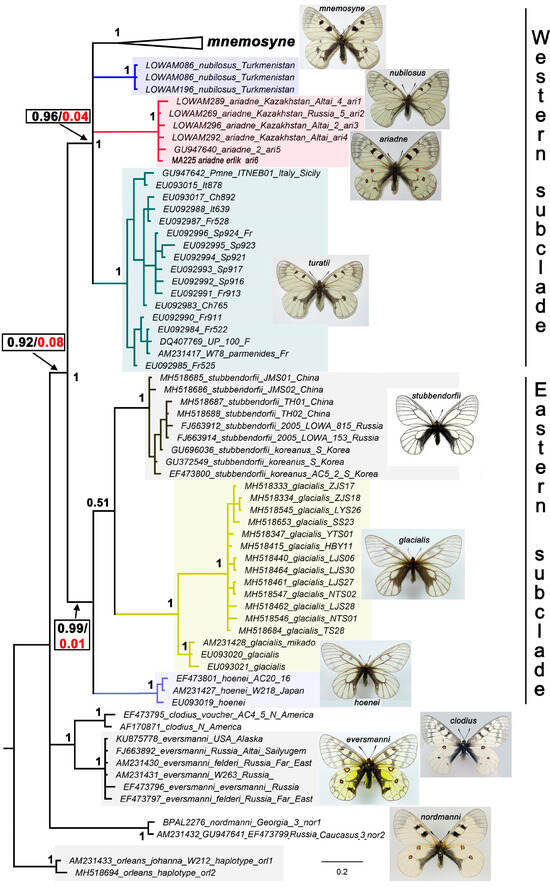 Taxonomic Structure and Wing Pattern Evolution in the Parnassius ...