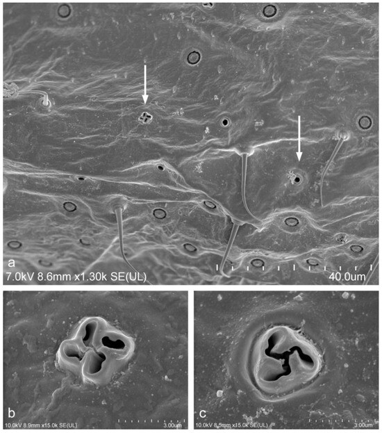 Intraspecific Variability in Trionymus aberrans Goux, 1938 (Hemiptera ...