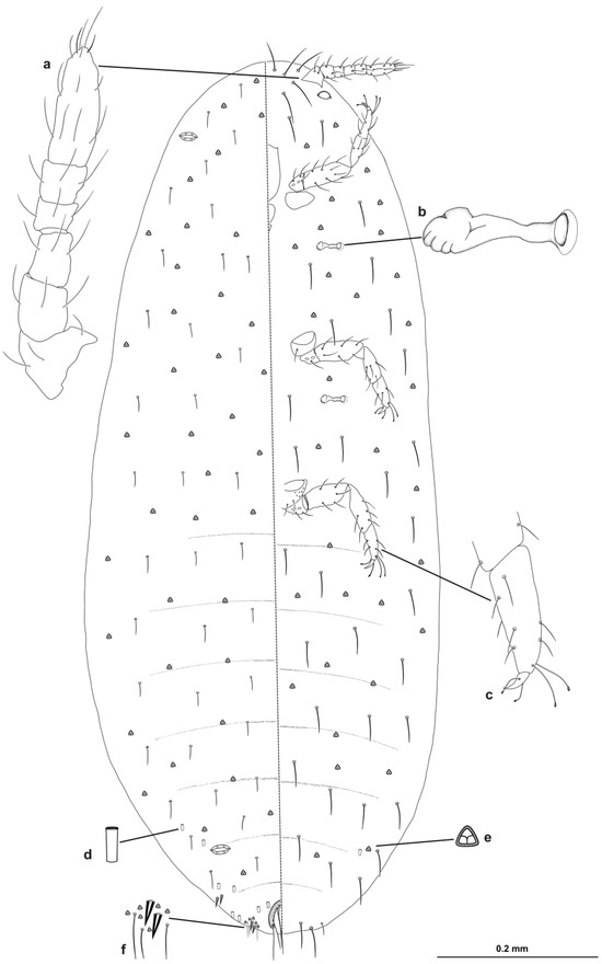 Intraspecific Variability in Trionymus aberrans Goux, 1938 (Hemiptera ...