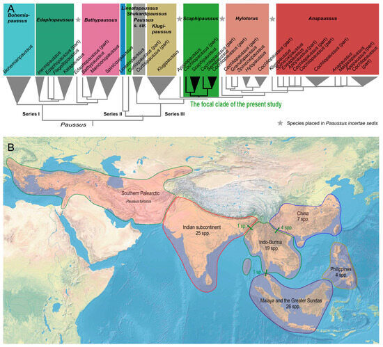 New Species of Paussus, Subgenus Scaphipaussus (Coleoptera: Carabidae ...