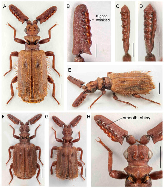 New Species of Paussus, Subgenus Scaphipaussus (Coleoptera: Carabidae ...