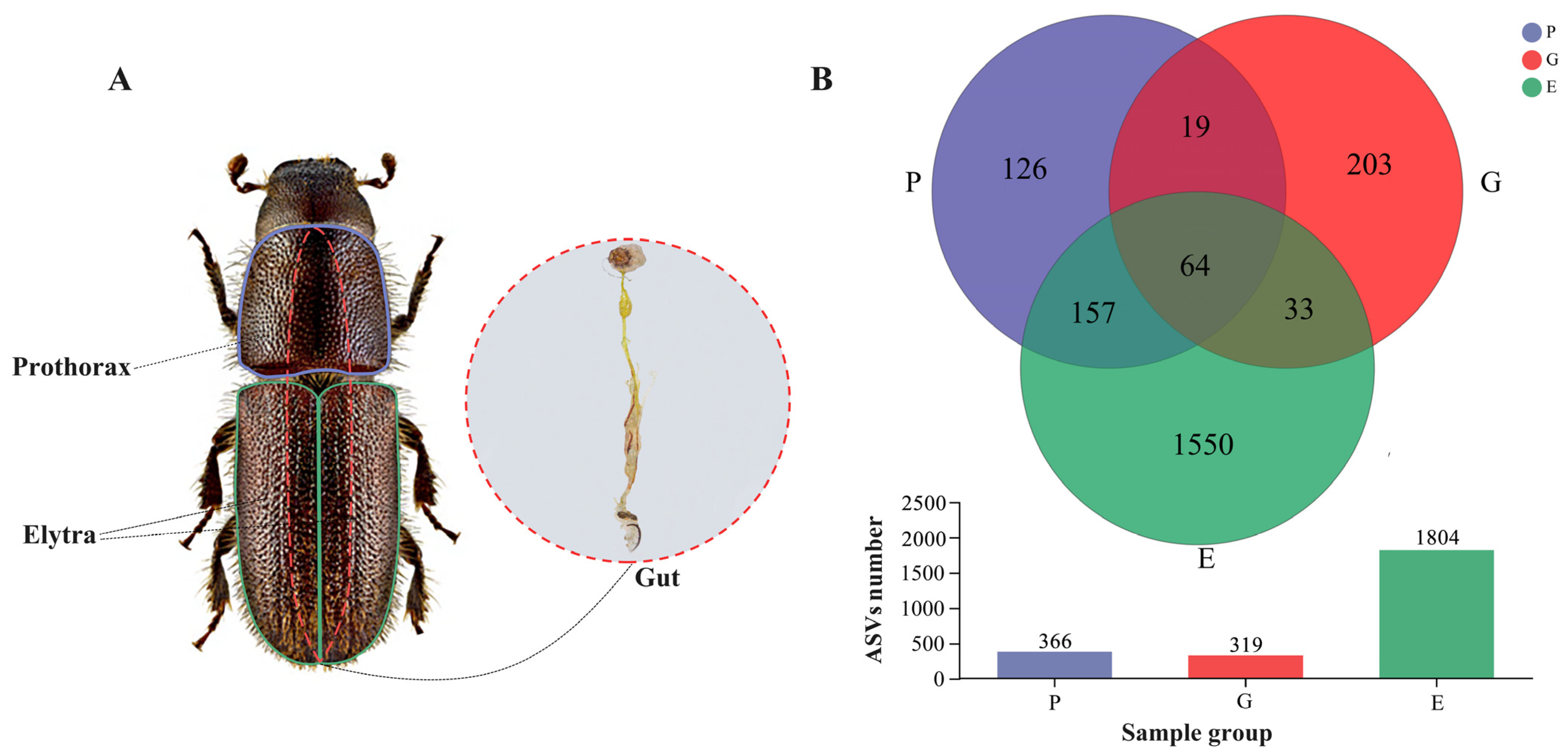 Composition and Diversity of the Endobacteria and Ectobacteria of the ...