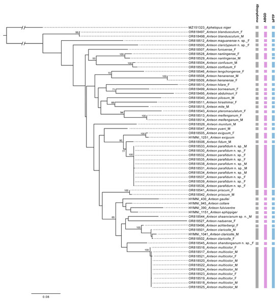 DNA Barcoding Unveils New Species of the Sexually Dimorphic Genus ...