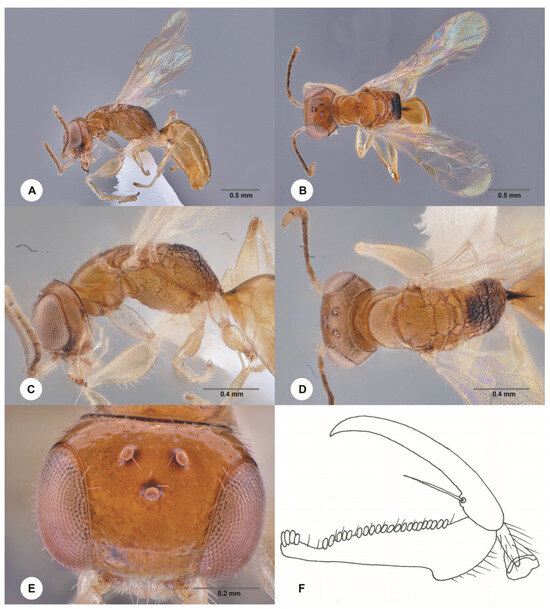 DNA Barcoding Unveils New Species of the Sexually Dimorphic Genus Anteon Jurine (Hymenoptera ...