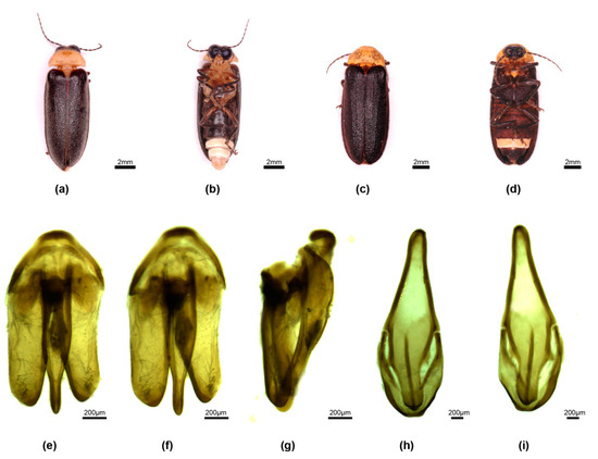 An Overview of Aquatica Fu et al., a Phylogeny of Aquatic Fireflies ...