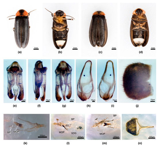 An Overview of Aquatica Fu et al., a Phylogeny of Aquatic Fireflies ...