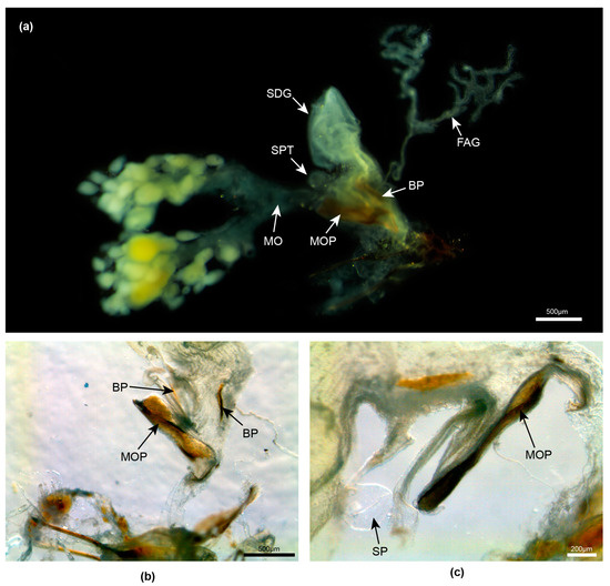 An Overview of Aquatica Fu et al., a Phylogeny of Aquatic Fireflies ...