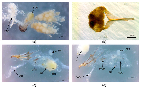 An Overview of Aquatica Fu et al., a Phylogeny of Aquatic Fireflies ...