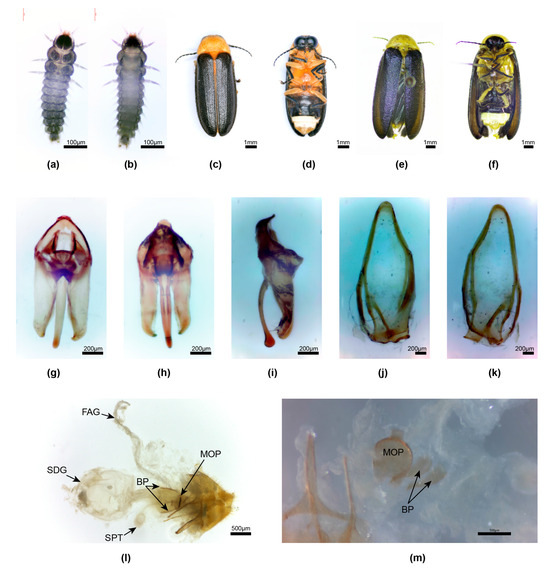 An Overview of Aquatica Fu et al., a Phylogeny of Aquatic Fireflies ...