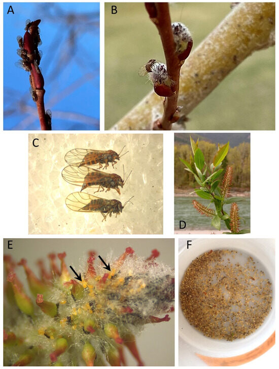 Psyllids in Natural Habitats as Alternative Resources for Key Natural ...