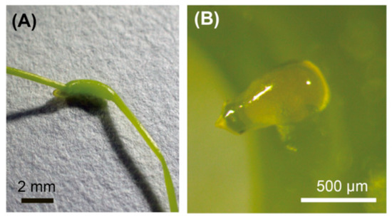 New Gall-Forming Insect Model, Smicronyx madaranus: Critical Stages for ...
