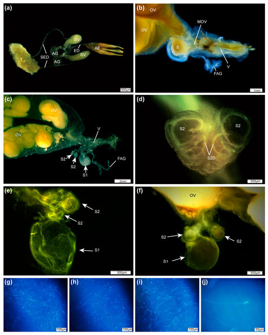 Insects | Free Full-Text | Sperm Competition and Paternity in the ...