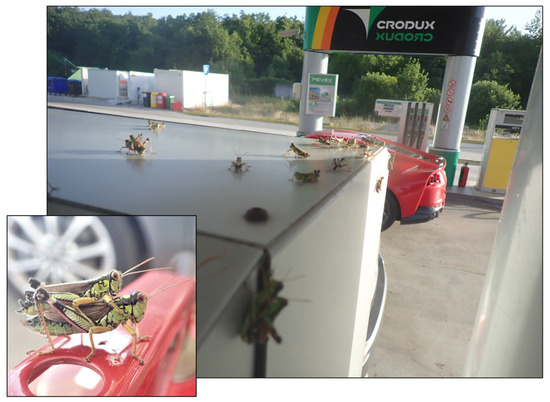 Insects | Free Full-Text | An Overview of Orthoptera Mass Occurrences ...