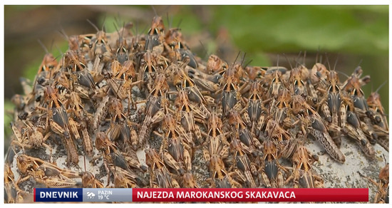 Insects | Free Full-Text | An Overview of Orthoptera Mass Occurrences ...