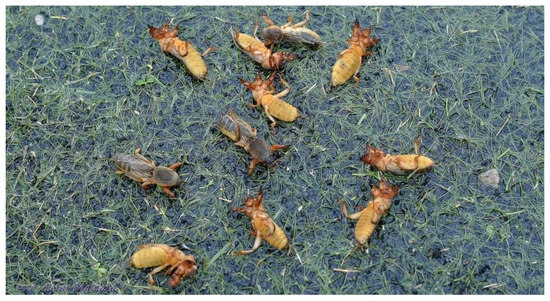 Insects | Free Full-Text | An Overview of Orthoptera Mass Occurrences ...
