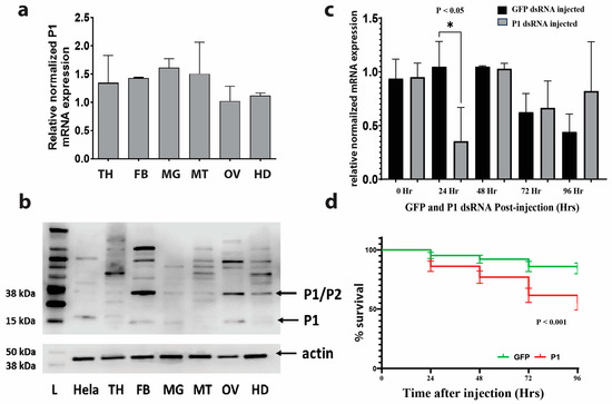 RNAi-Mediated Knockdown of Acidic Ribosomal Stalk Protein P1 Arrests ...