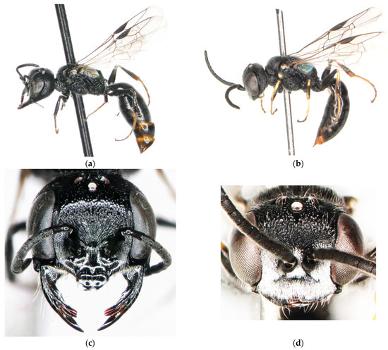 Insects | Free Full-Text | Ecological Speciation without Morphological ...