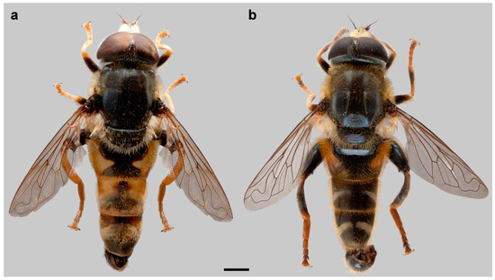 The Extraordinary Diversity of Merodon avidus Complex (Diptera ...