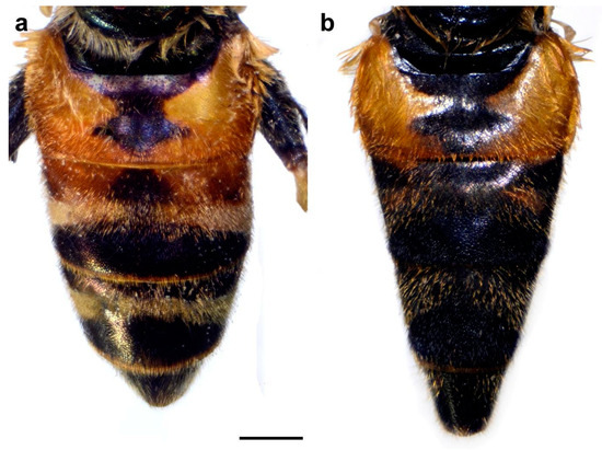 The Extraordinary Diversity of Merodon avidus Complex (Diptera ...