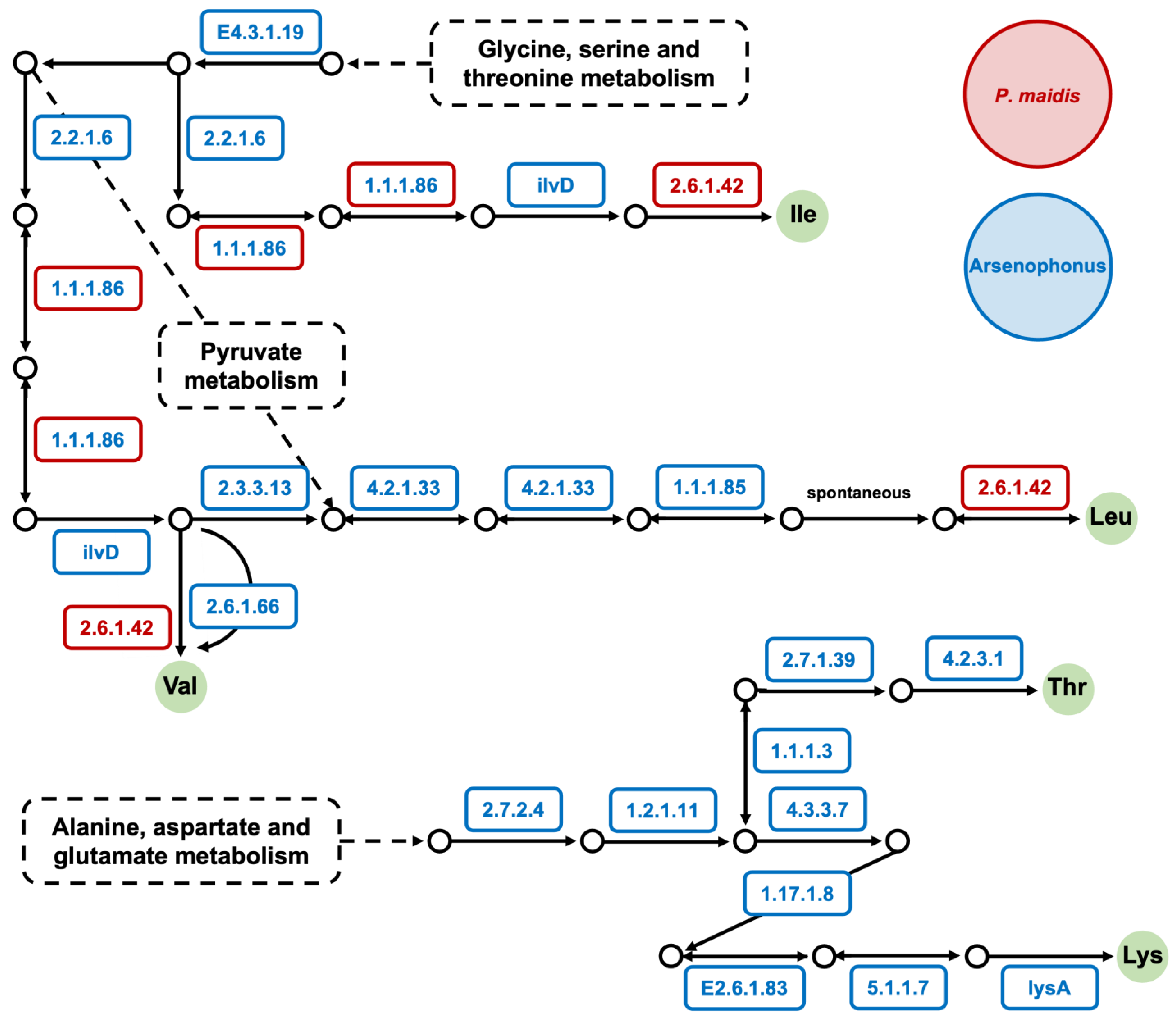 The Genome of Arsenophonus sp. and Its Potential Contribution in the ...