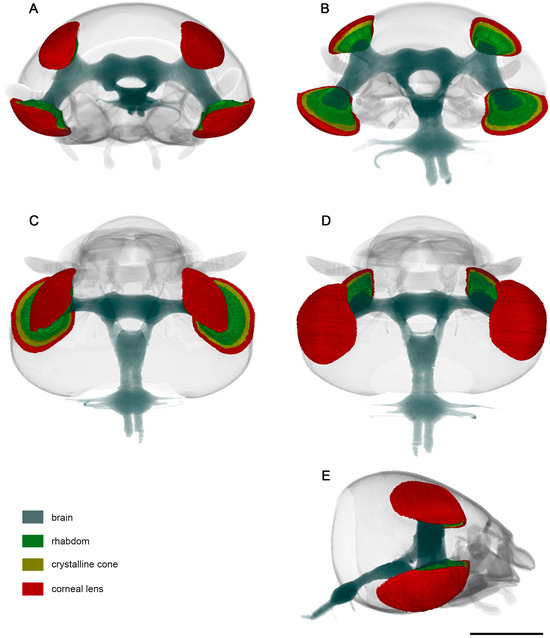 Functional Anatomy of Split Compound Eyes of the Whirligig Beetles ...