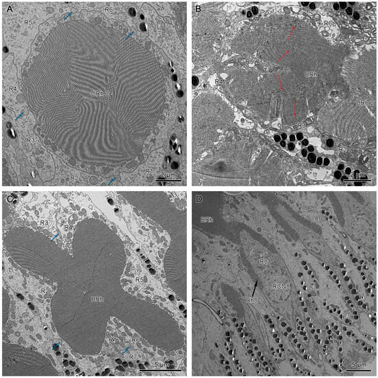 Functional Anatomy of Split Compound Eyes of the Whirligig Beetles ...