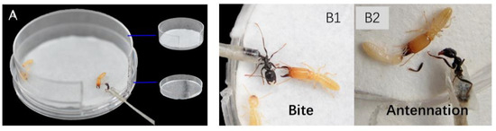Juvenile Hormone Involved in the Defensive Behaviors of Soldiers in ...