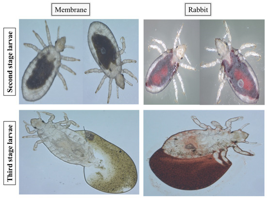 Development of a Technique Using Artificial Membrane for In Vitro ...
