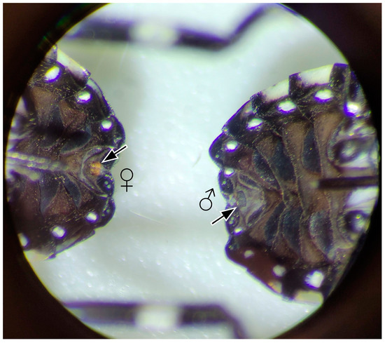 Antennal Sensitivity of Spotted Lanternflies, Lycorma delicatula ...