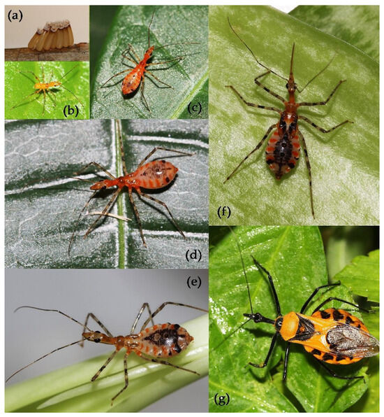 Insects | Free Full-Text | Review of the Genus Sycanus Amyot & Serville ...