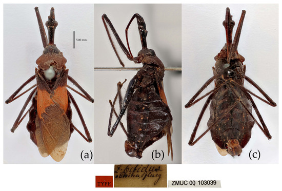 Insects | Free Full-Text | Review of the Genus Sycanus Amyot & Serville ...
