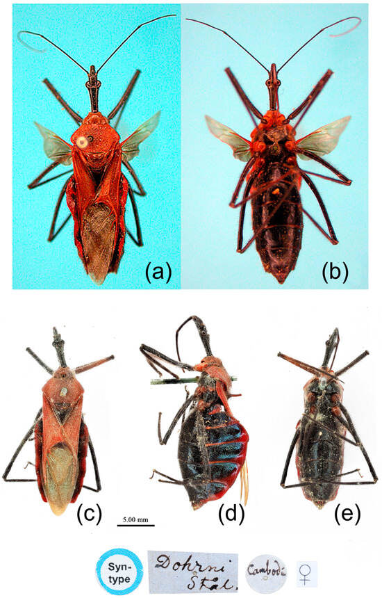 Insects | Free Full-Text | Review of the Genus Sycanus Amyot & Serville ...