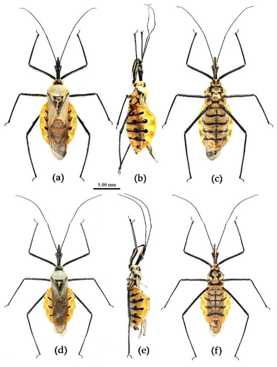 Insects | Free Full-Text | Review of the Genus Sycanus Amyot & Serville ...