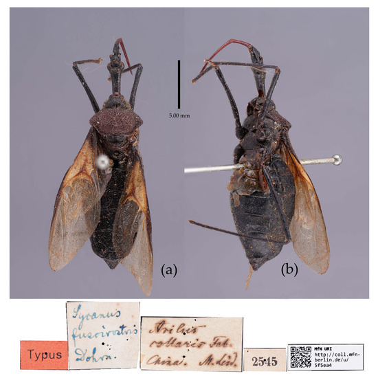 Insects | Free Full-Text | Review of the Genus Sycanus Amyot & Serville ...
