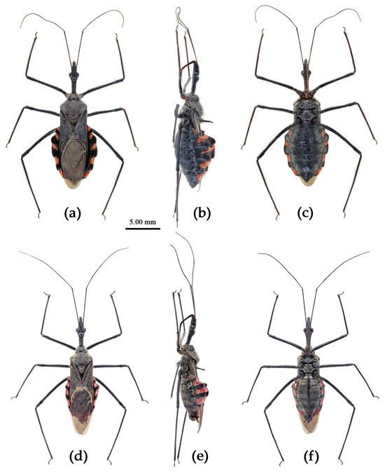 Insects | Free Full-Text | Review of the Genus Sycanus Amyot & Serville ...