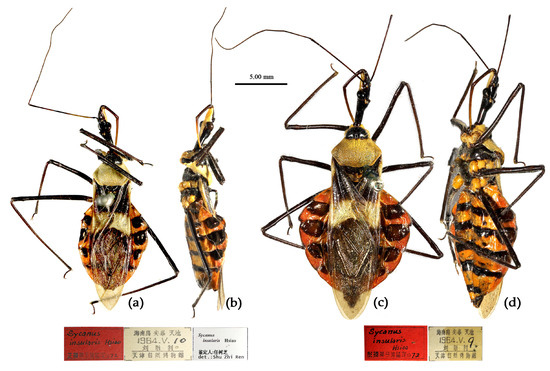 Insects | Free Full-Text | Review of the Genus Sycanus Amyot & Serville ...