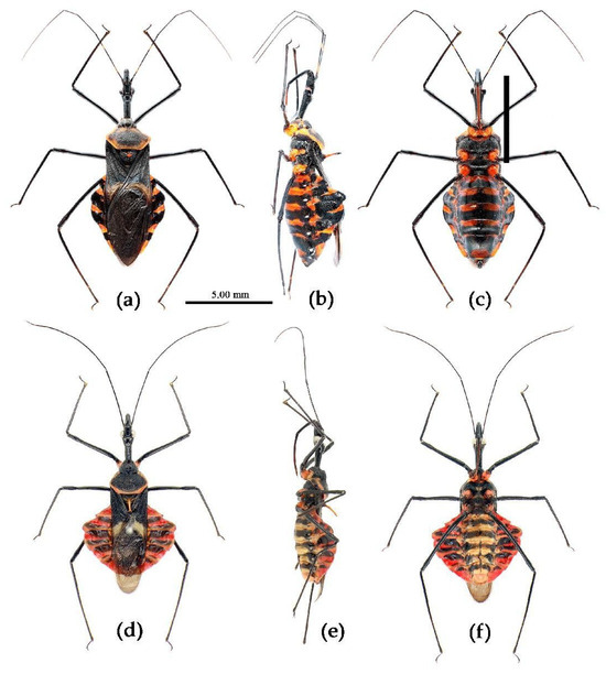 Insects | Free Full-Text | Review of the Genus Sycanus Amyot & Serville ...
