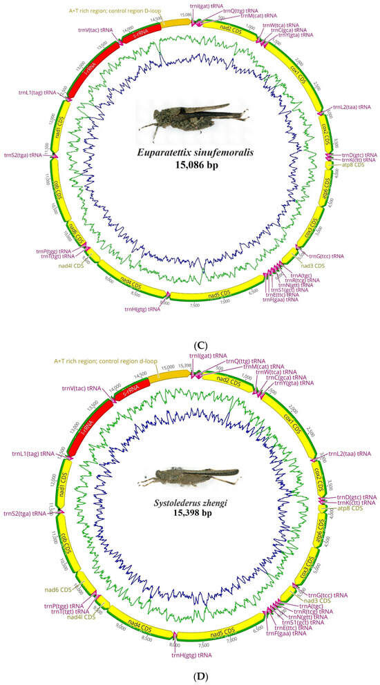 Insects | Free Full-Text | Reassessment of the Phylogenetics of Two ...
