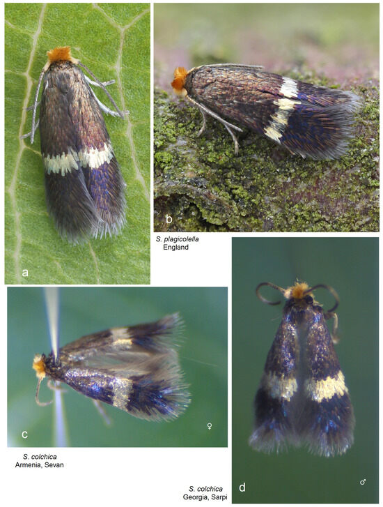 Insects | Free Full-Text | Revealing a Novel Potential Pest of Plum ...