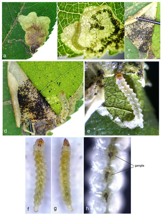 Revealing a Novel Potential Pest of Plum Trees in the Caucasus: A ...