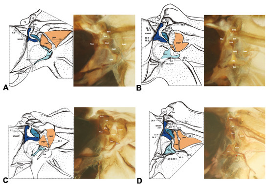 Comparative Morphology of the Wing Base Structure Illuminates Higher ...