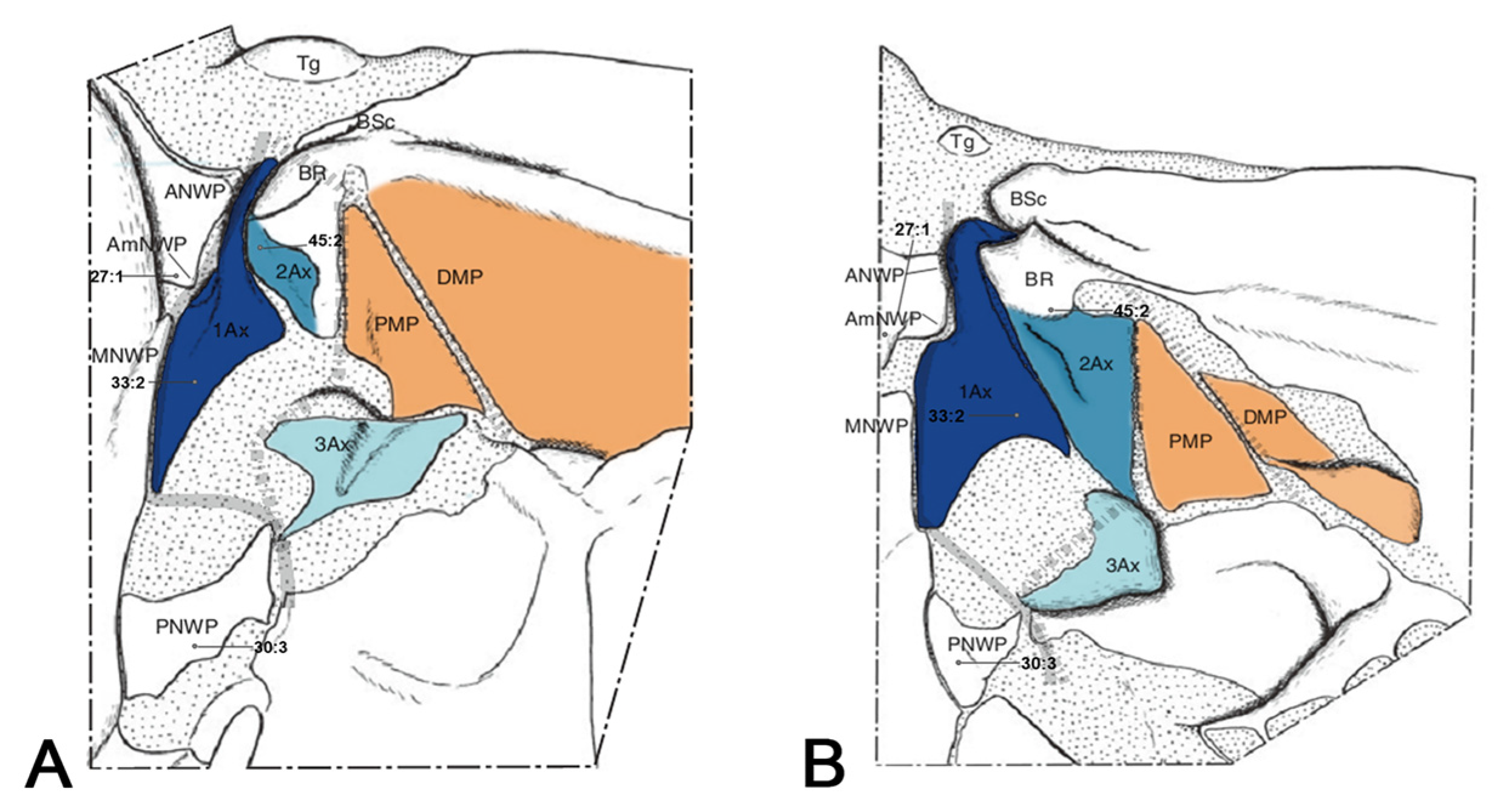 Comparative Morphology of the Wing Base Structure Illuminates Higher ...