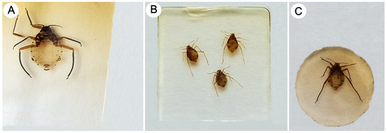 Miyalachnus—A New Lachninae Aphid Genus from Japan (Insecta, Hemiptera ...