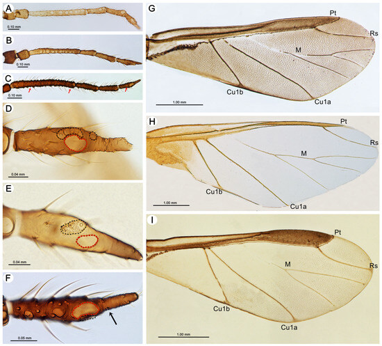 Miyalachnus—A New Lachninae Aphid Genus from Japan (Insecta, Hemiptera ...